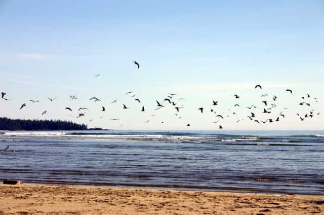 Combers Beach - Pacific Rim National Park - Vancouver Island - British ...