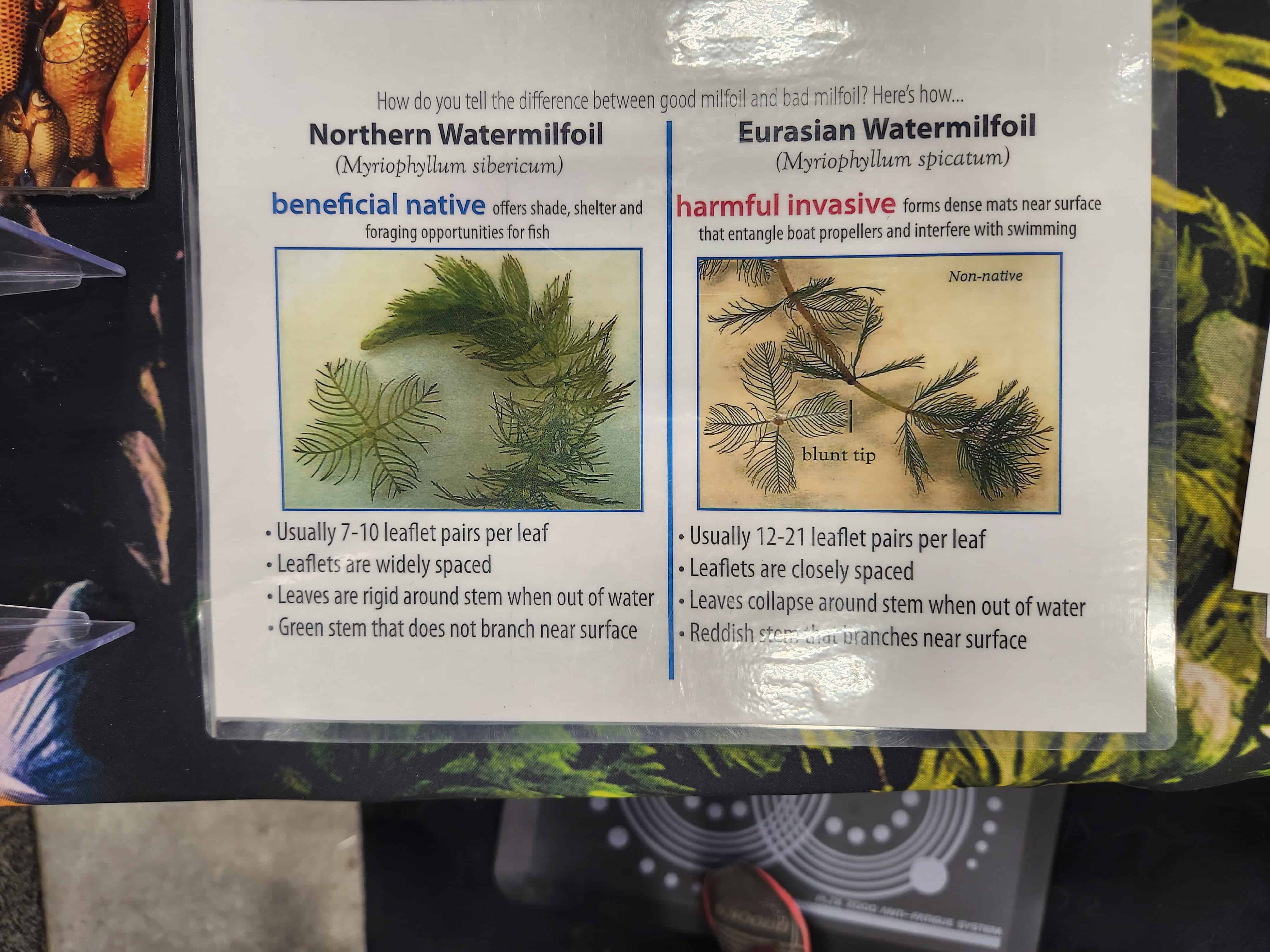 Andrea Horning - Learn about Native vs Invasive Species